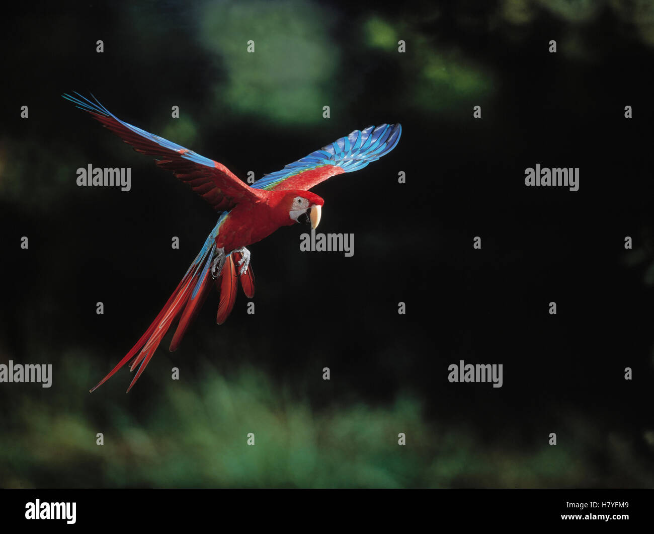 Red and Green Macaw (Ara chloroptera) flying, native to South America ...