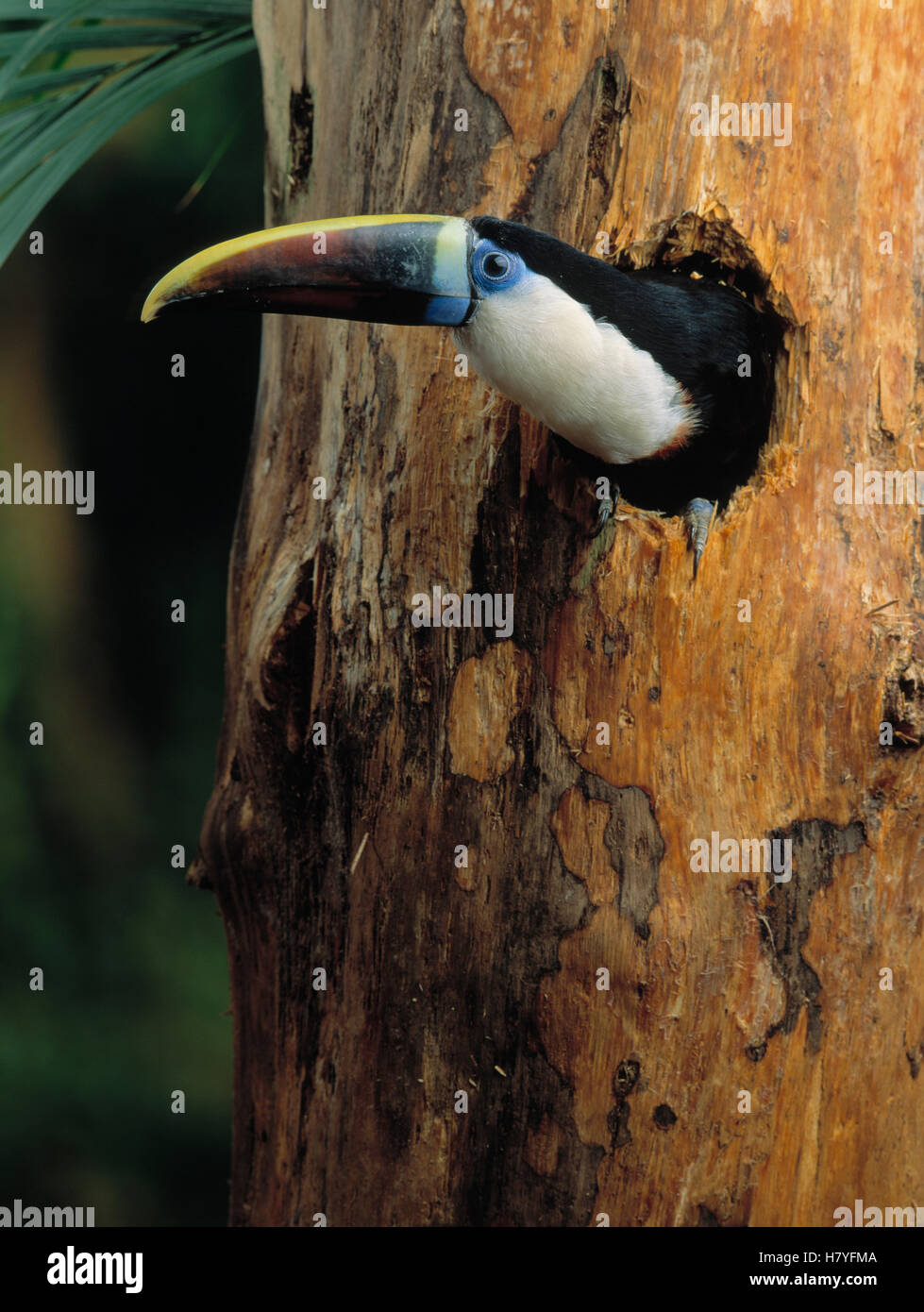 Red-billed Toucan (Ramphastos tucanus) at nest cavity Stock Photo - Alamy