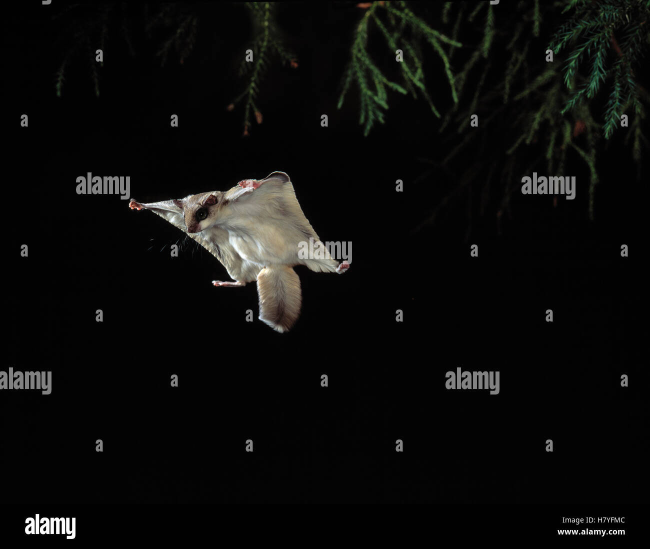 Northern Flying Squirrel (Glaucomys sabrinus) gliding Stock Photo - Alamy