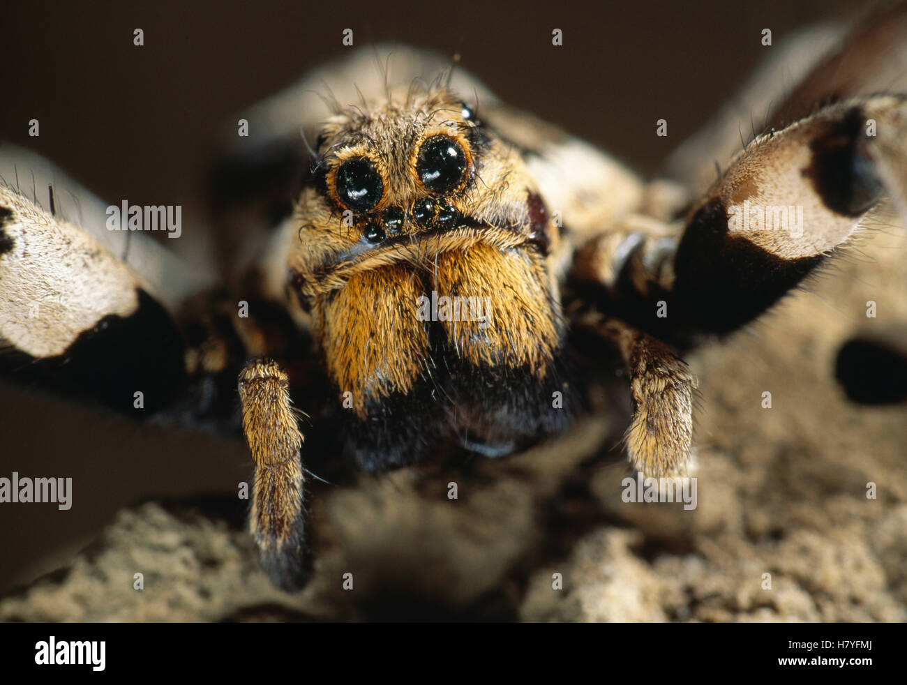 Wolf Spider (Lycosa sp) eyes and palps Stock Photo - Alamy