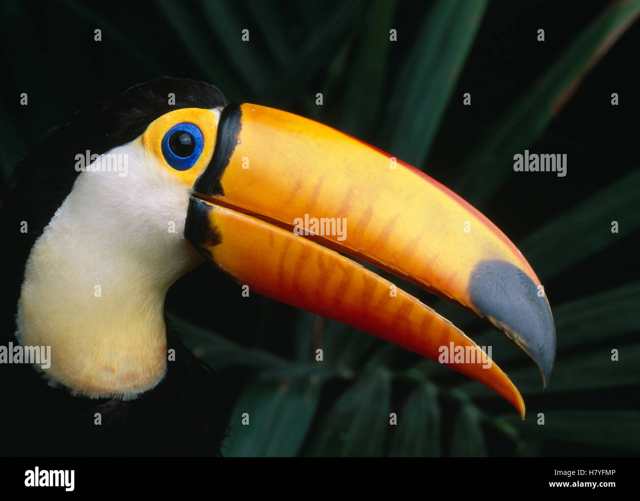 Toco Toucan (Ramphastos toco Stock Photo - Alamy