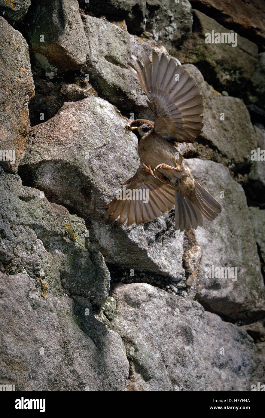Eurasian Tree Sparrow (Passer montanus) flying to nest with food Stock ...