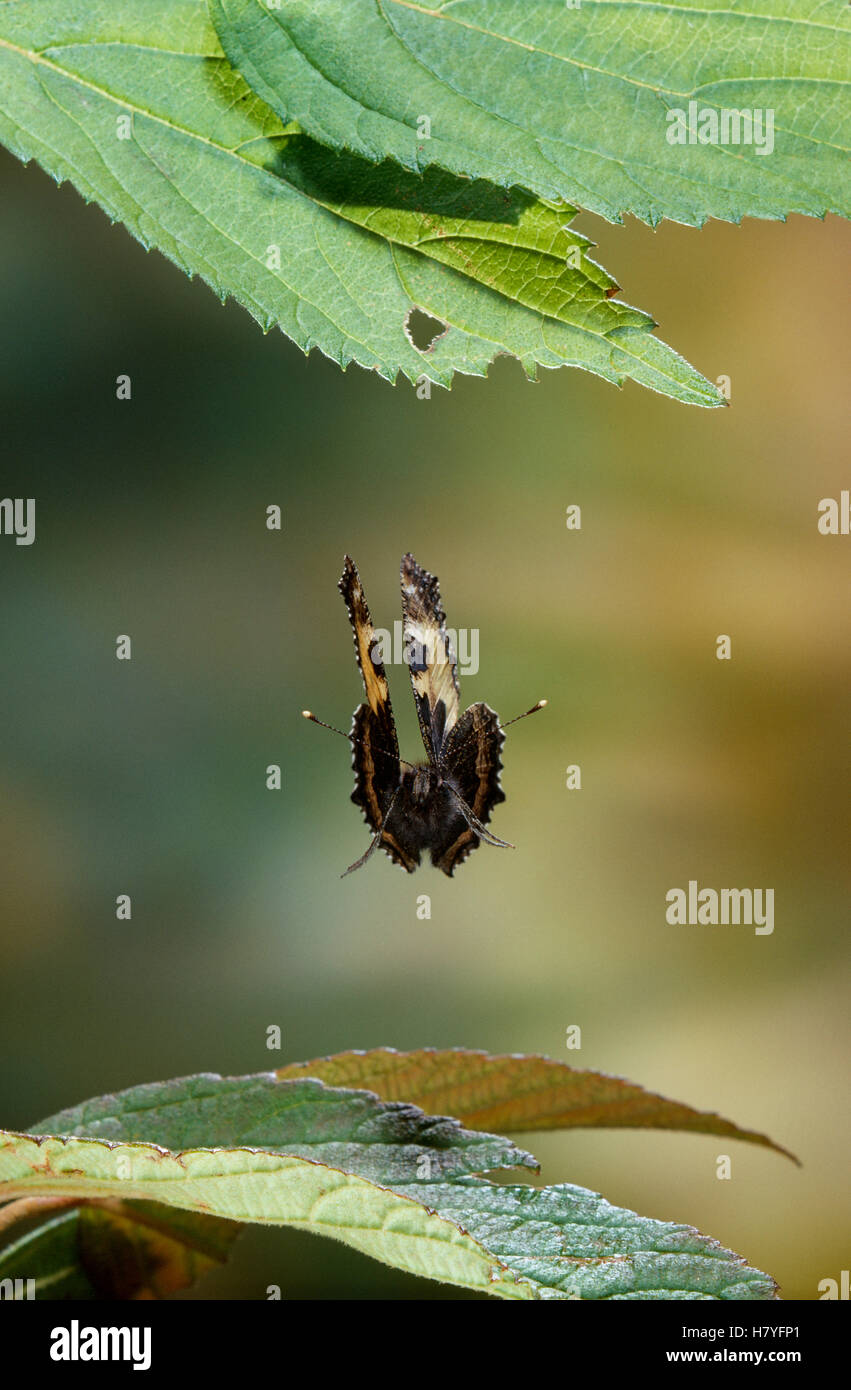 Small Tortoiseshell (Aglais urticae) butterfly flying Stock Photo - Alamy