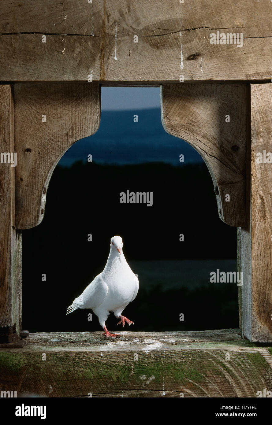 Rock Dove (Columba livia) on barn ledge Stock Photo - Alamy
