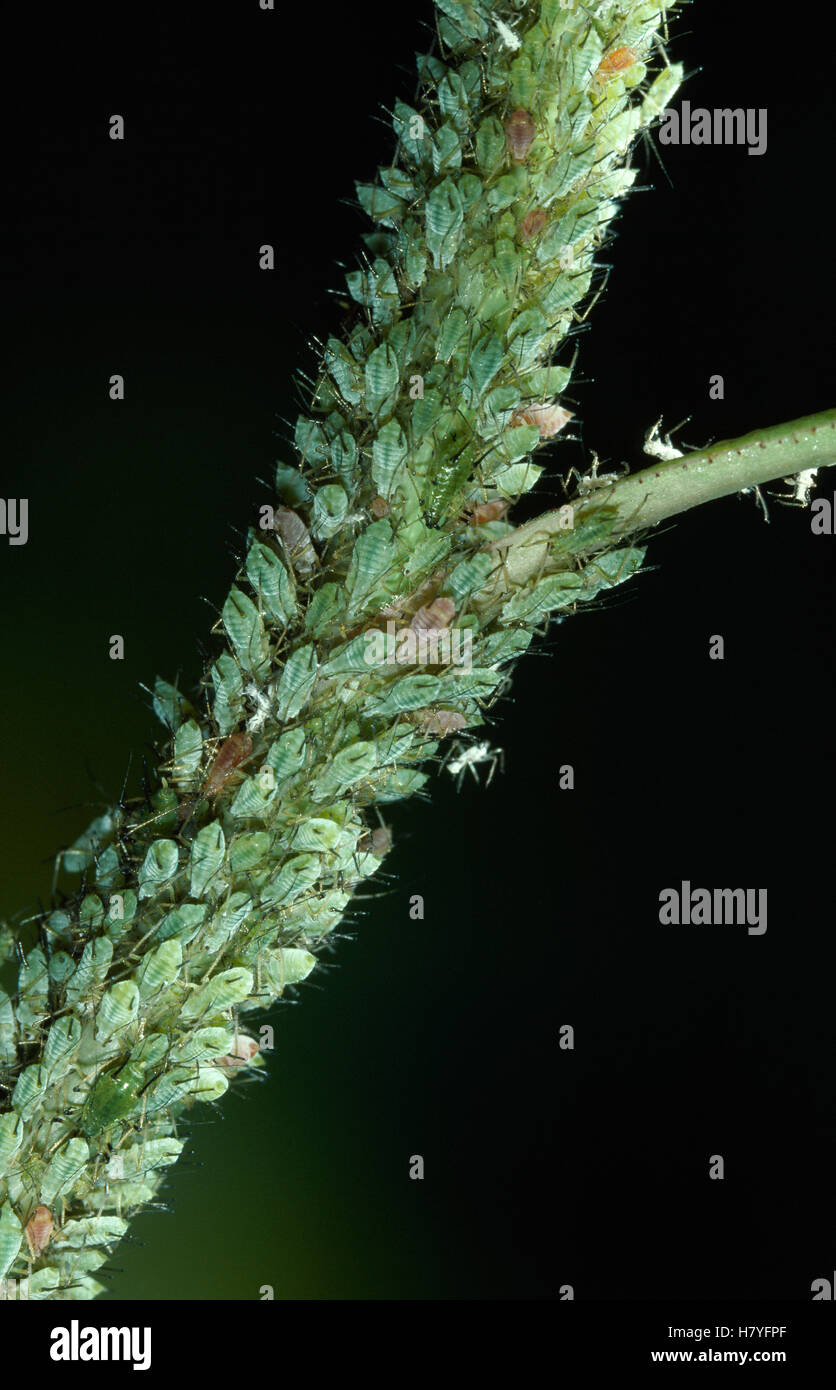 Aphids sucking sap from rose stem, England Stock Photo - Alamy