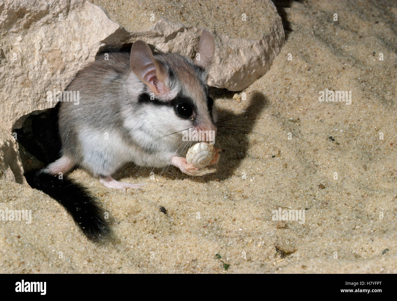Asian Garden Dormouse (Eliomys melanurus) eating snail, Israel Stock ...