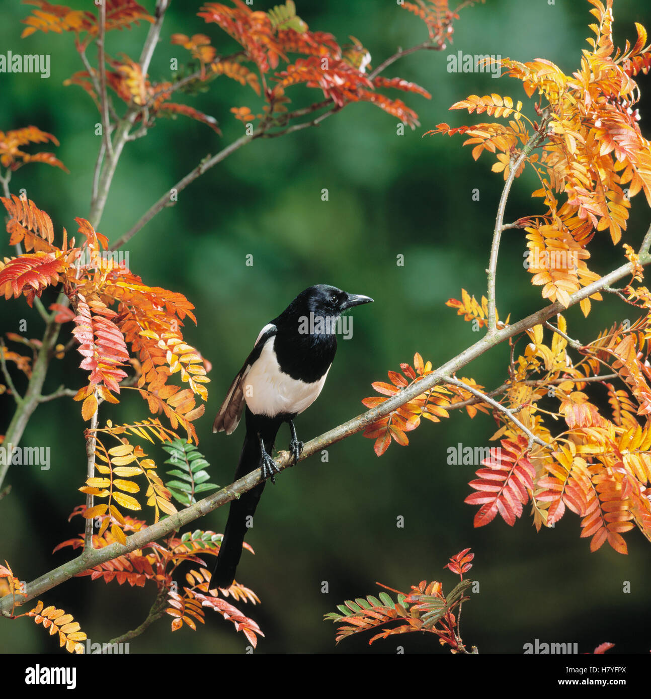 Black-billed Magpie (Pica pica) in tree in autumn Stock Photo - Alamy