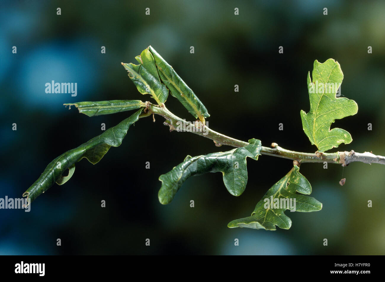 Green Oak Leafroller (Tortrix viridana) caterpillar rolled up in oak leaves Stock Photo - Alamy
