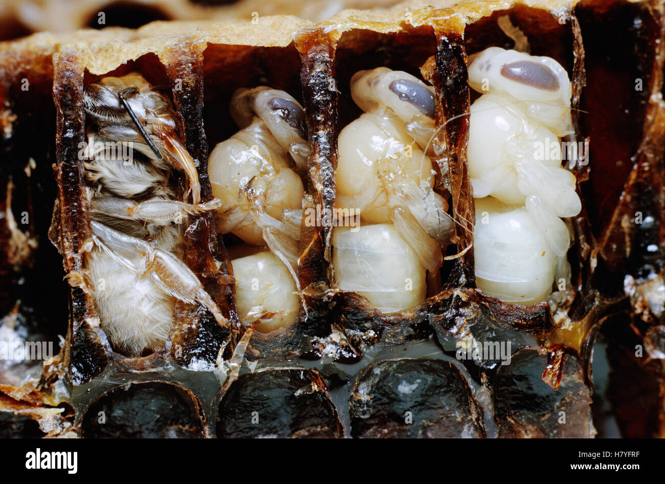 Honey Bee (Apis mellifera) in four stages of pupa development Stock ...