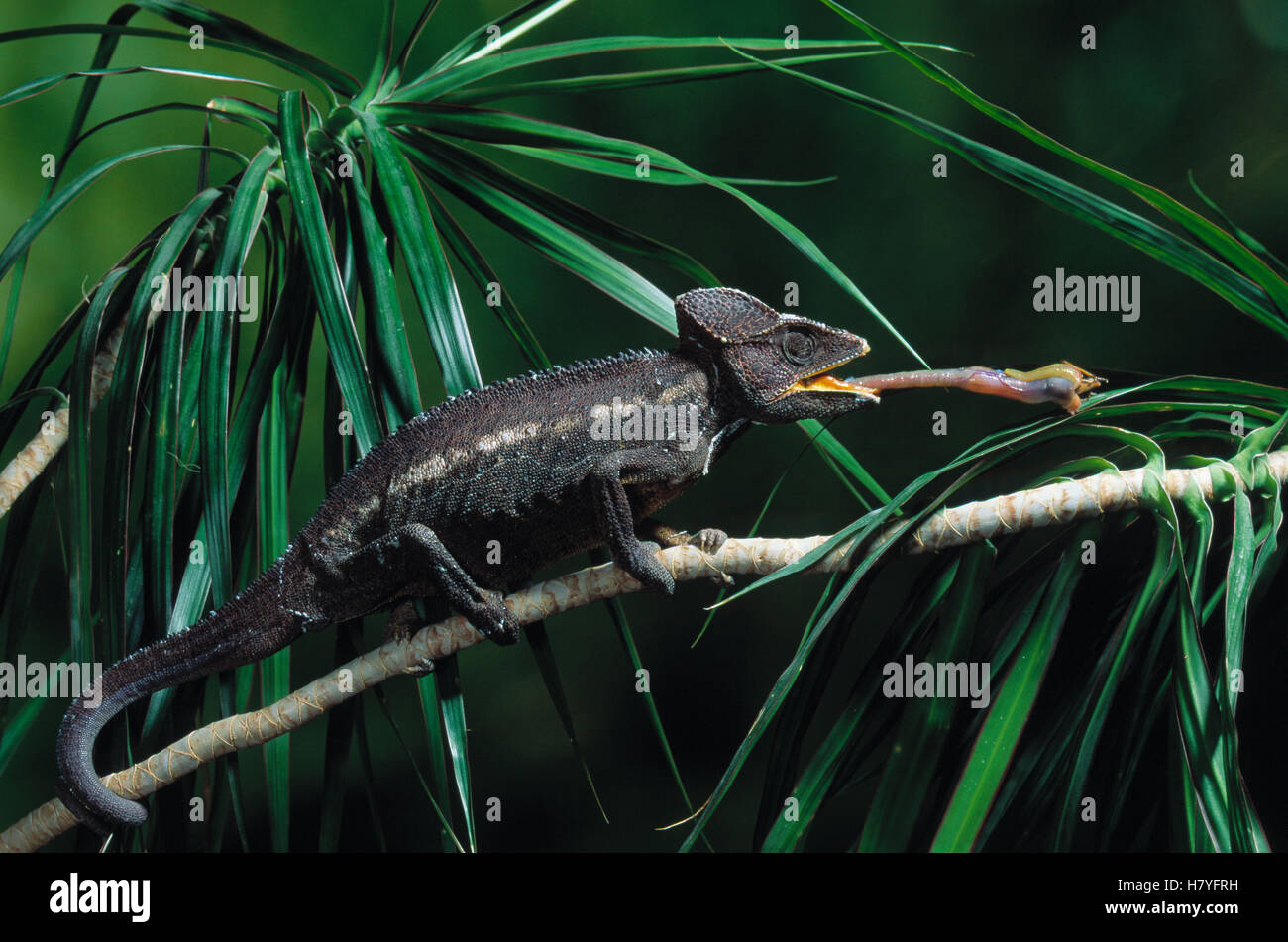 Crested Chameleon (Chamaeleo cristatus) catching insect, Madagascar ...