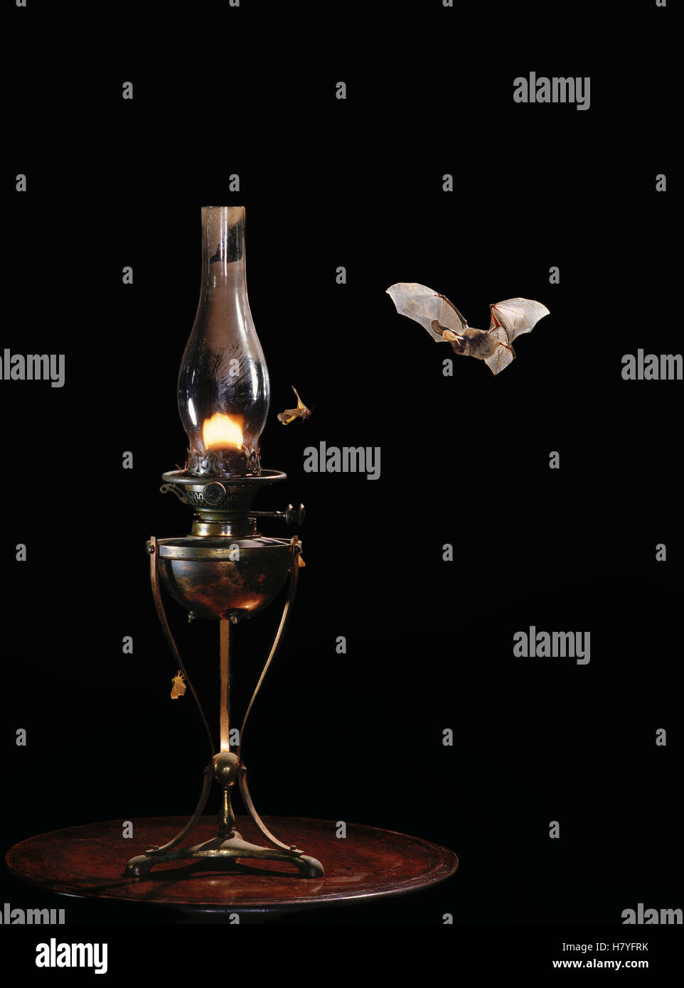 Brown Big-eared Bat (Plecotus auritus) chasing moths attracted to oil ...