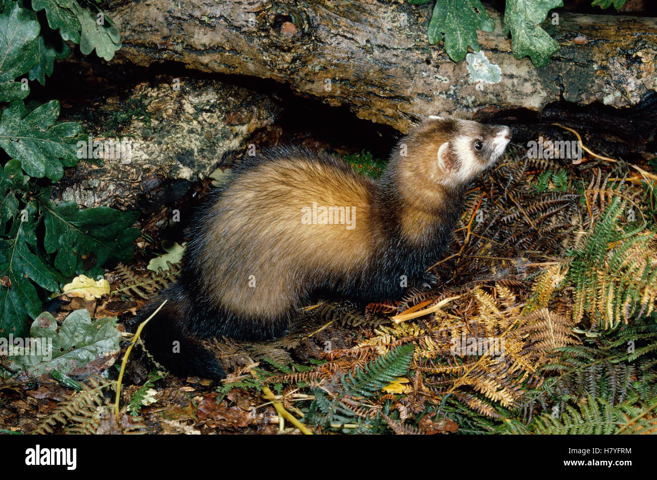 European Polecat (Mustela putorius Stock Photo - Alamy