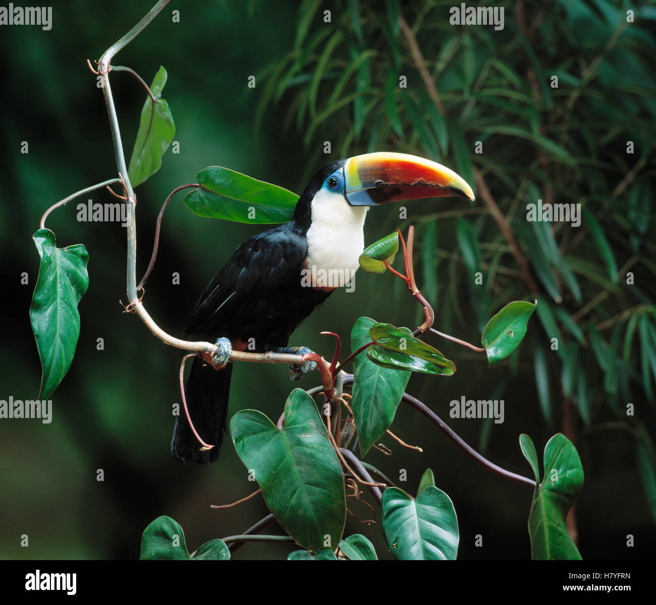 Red-billed Toucan (Ramphastos tucanus Stock Photo - Alamy