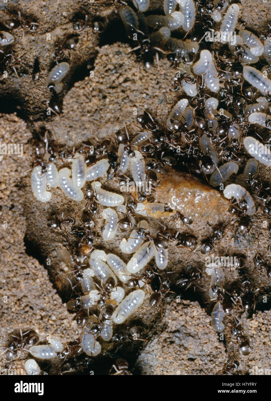 Black Garden Ant (Lasius niger) group tending pupae Stock Photo - Alamy