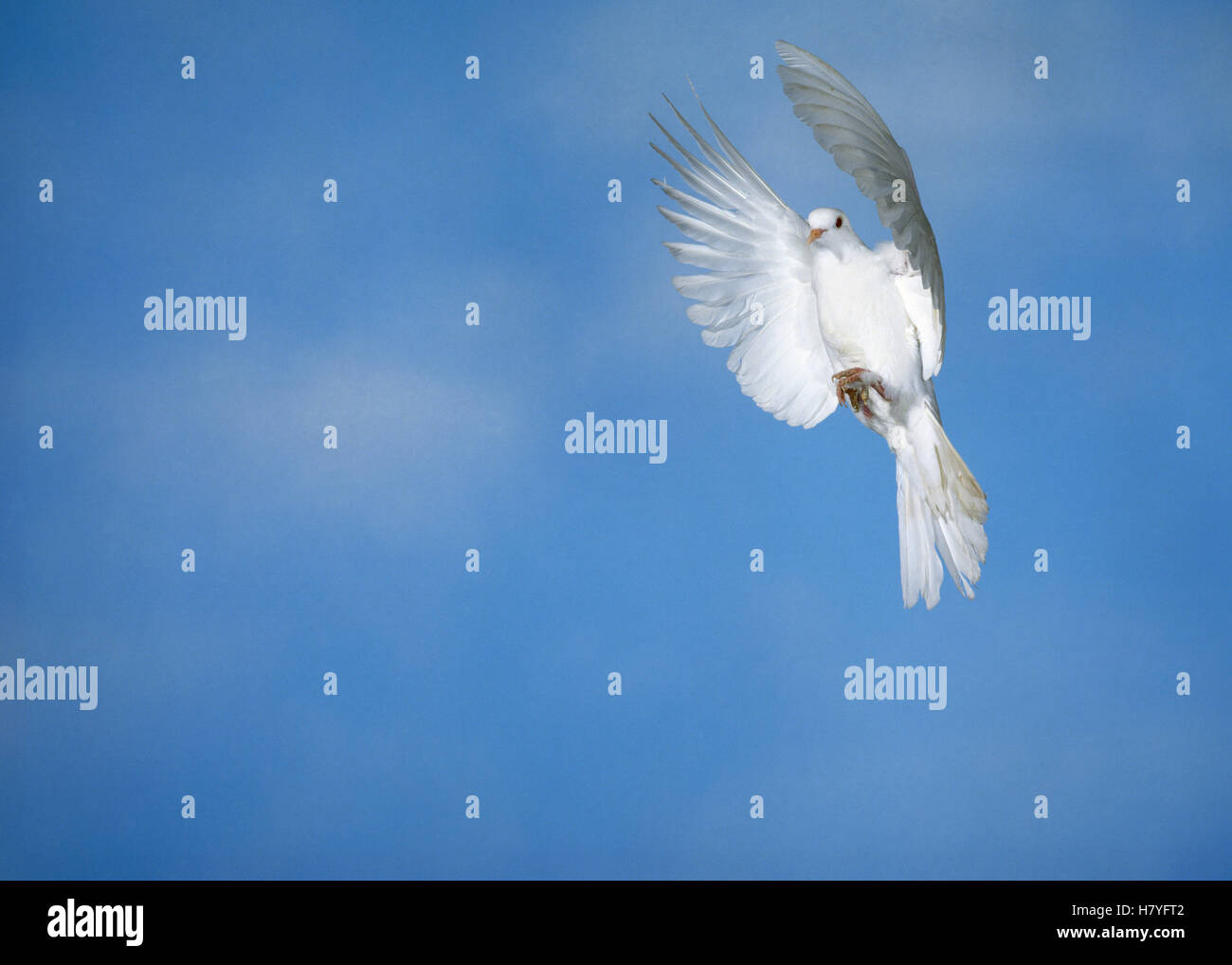 Barbary Dove (Streptopelia risoria) flying Stock Photo - Alamy