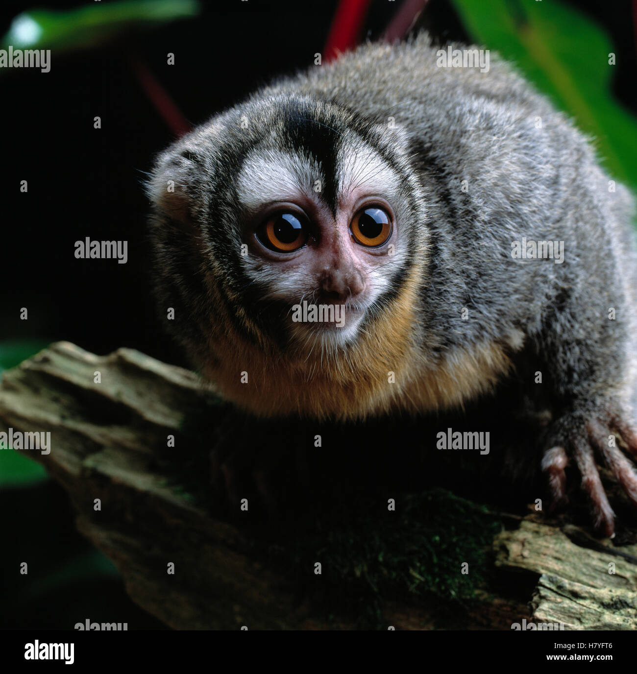 Northern Night Monkey (Aotus trivirgatus Stock Photo - Alamy