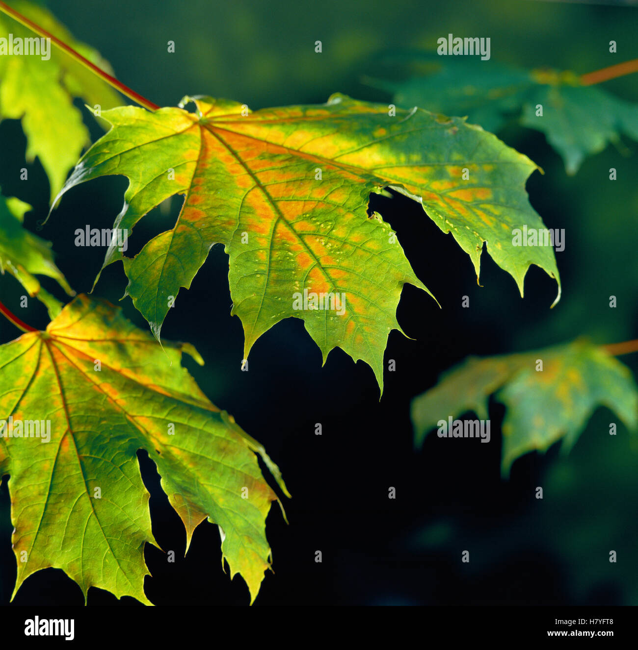 Sycamore (Acer pseudoplatanus) leaves Stock Photo - Alamy