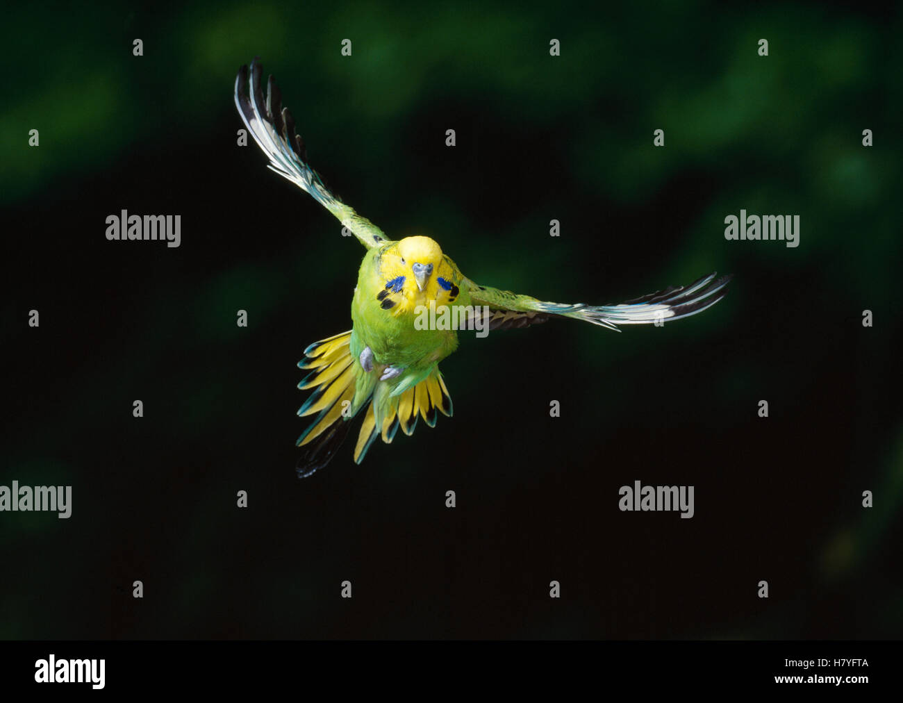 Budgerigar (Melopsittacus undulatus) flying Stock Photo - Alamy