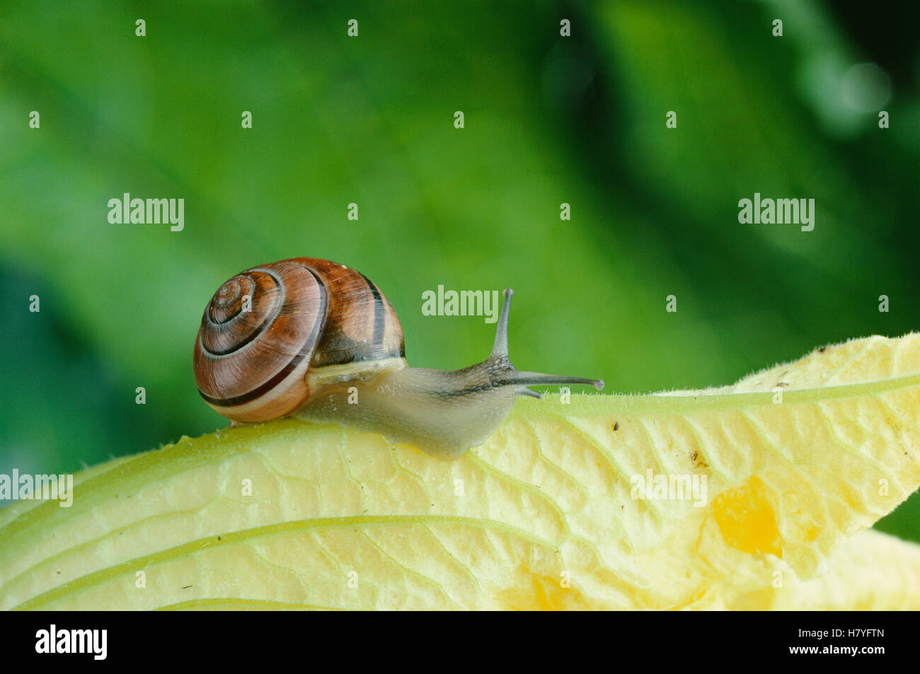 White-lipped Grove Snail (Cepaea hortensis Stock Photo - Alamy