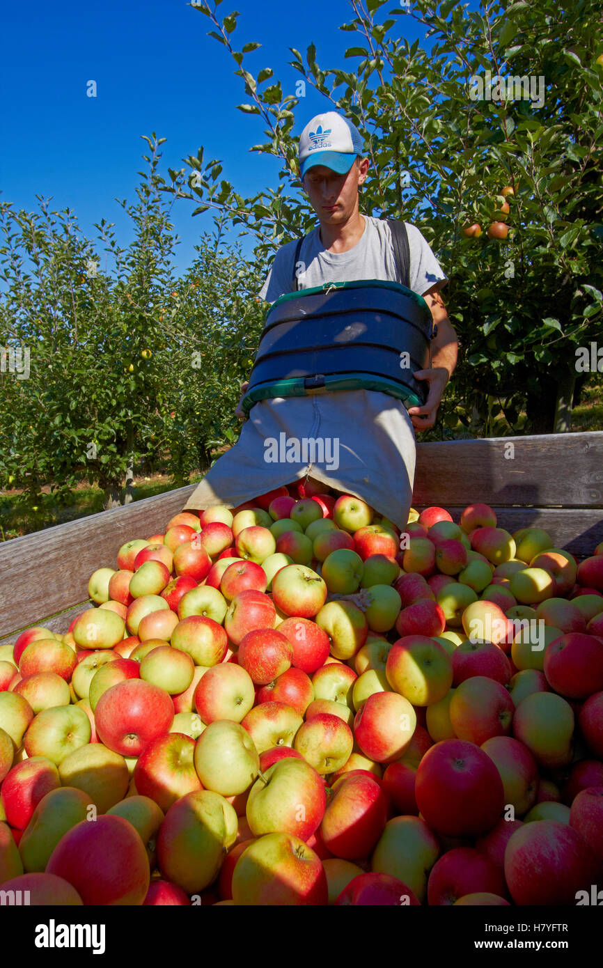 A worker emptying apples into a bin Stock Photo - Alamy