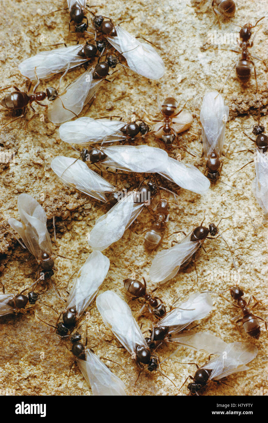 Black Garden Ant (Lasius niger) winged alates ready to swarm Stock ...