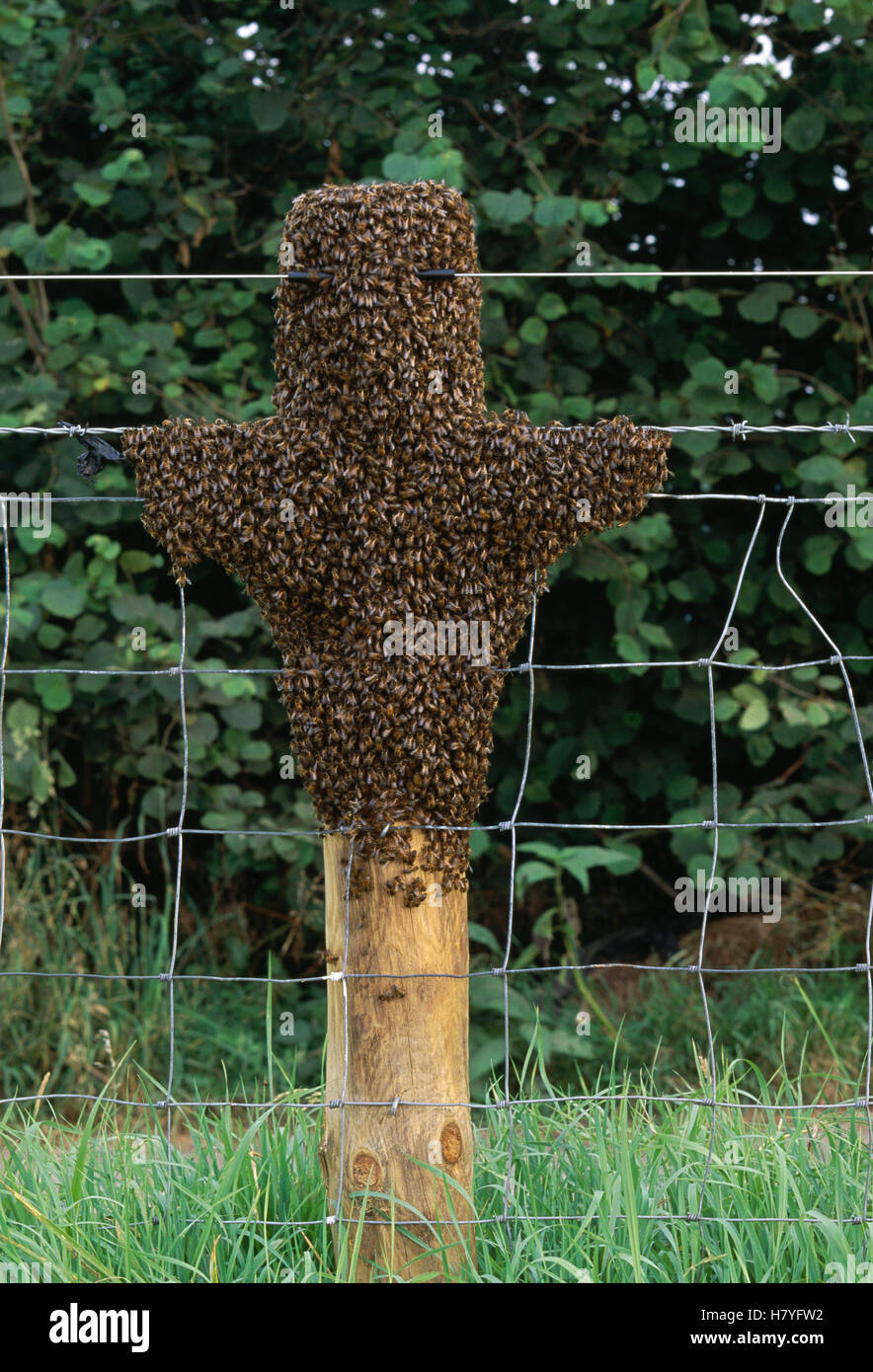 Honey Bee (Apis mellifera) hive on fence Stock Photo - Alamy