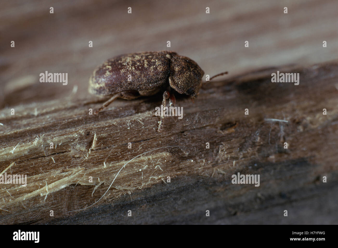 Death Watch Beetle (Xestobium rufovillosum) on old timber Stock Photo ...
