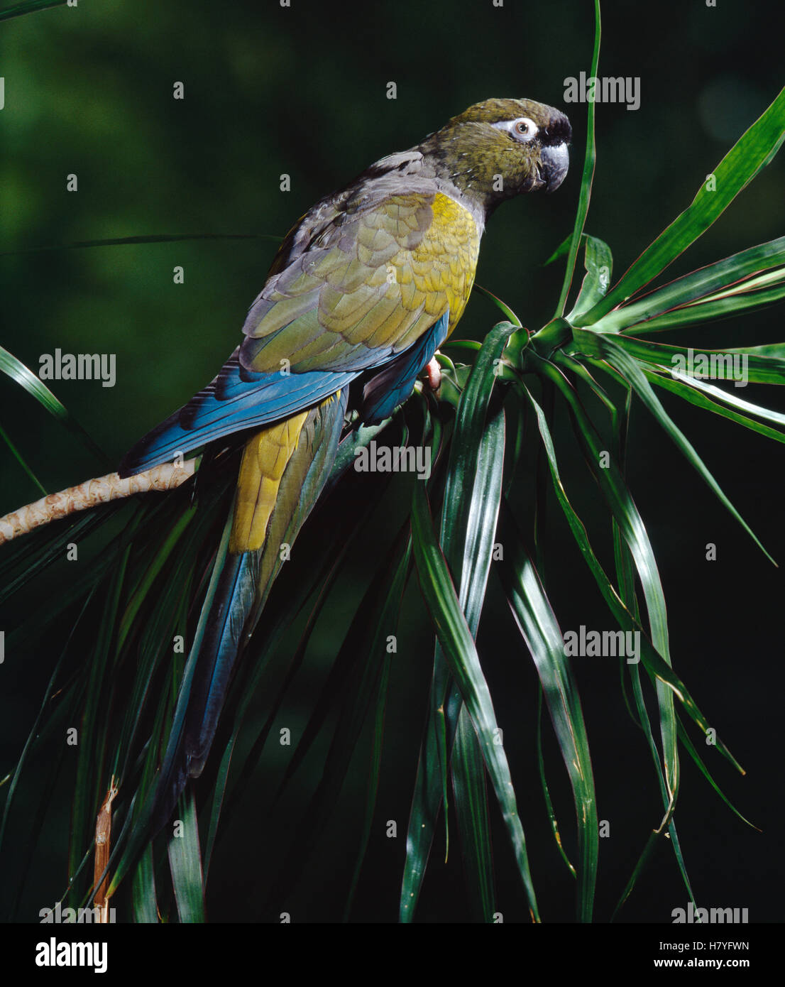 Burrowing Parrot (Cyanoliseus patagonus Stock Photo - Alamy