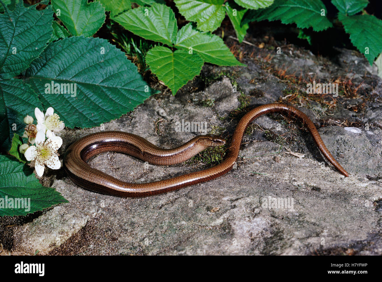 Slow Worm (Anguis fragilis) basking on rock Stock Photo - Alamy