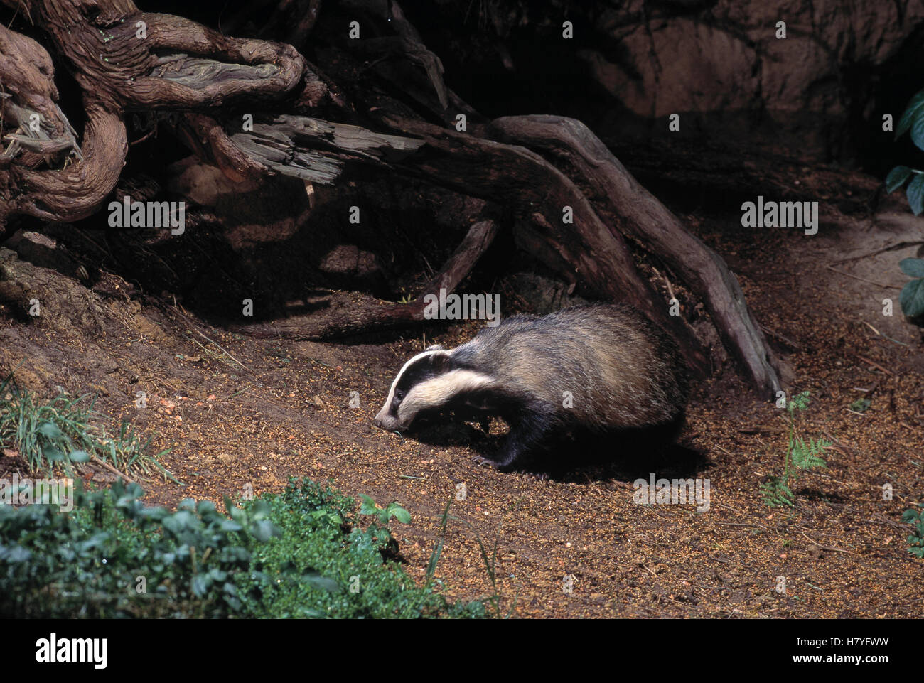 Eurasian Badger (Meles meles) in woodland at night Stock Photo - Alamy