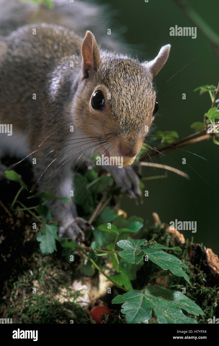 Eastern Gray Squirrel (Sciurus carolinensis Stock Photo - Alamy