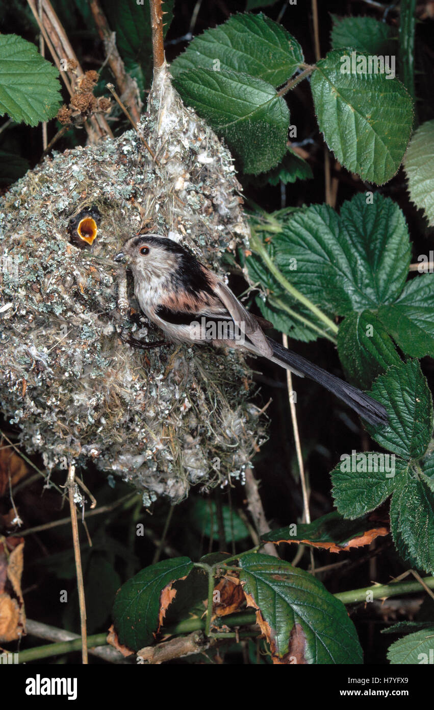 Long-tailed Tit (Aegithalos caudatus) feeding young in nest Stock Photo ...
