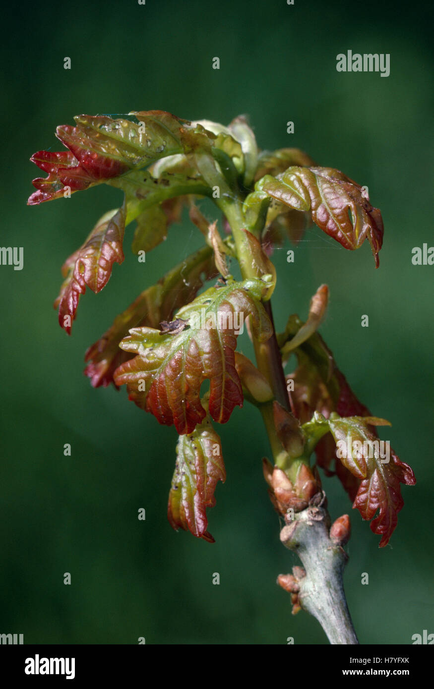 English Oak (Quercus robur) young leaves opening Stock Photo - Alamy