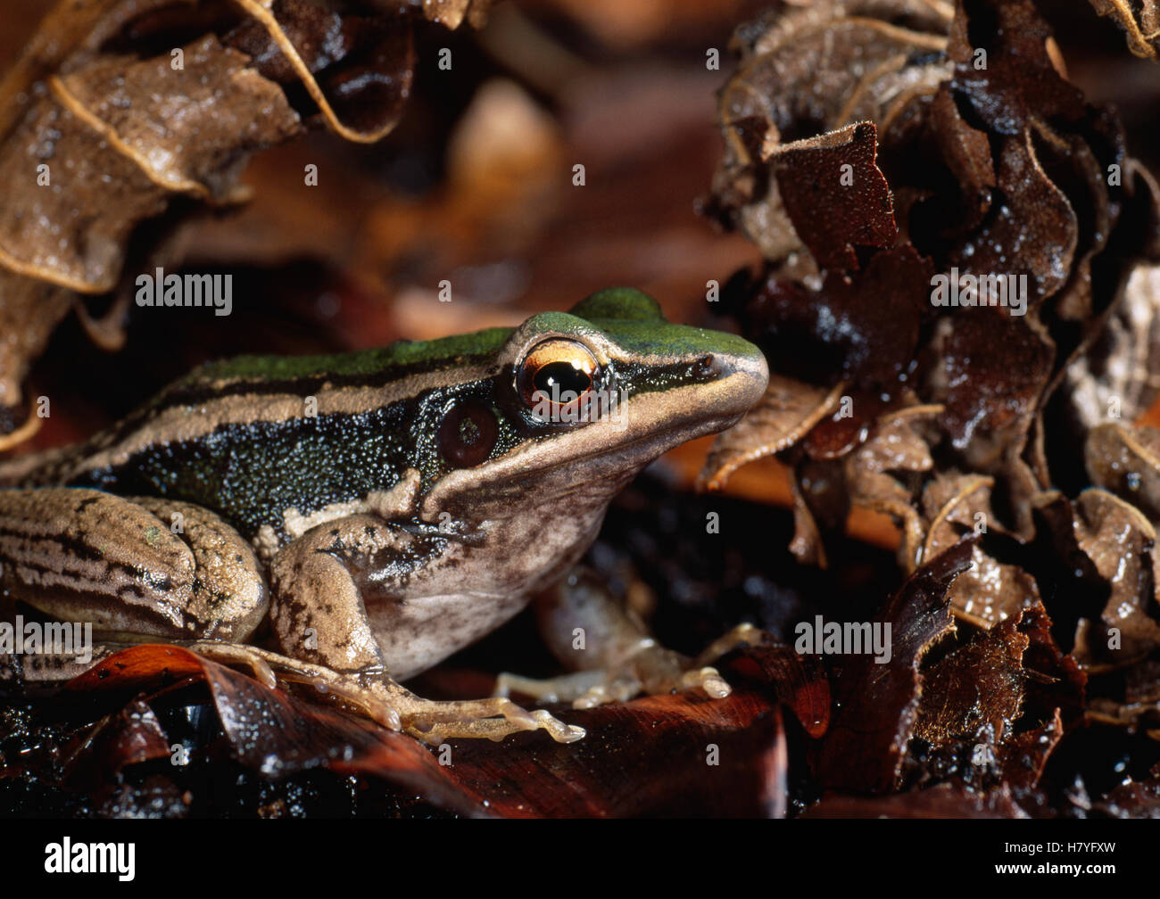 Red-eared Frog (Rana erythraea), Asia Stock Photo - Alamy