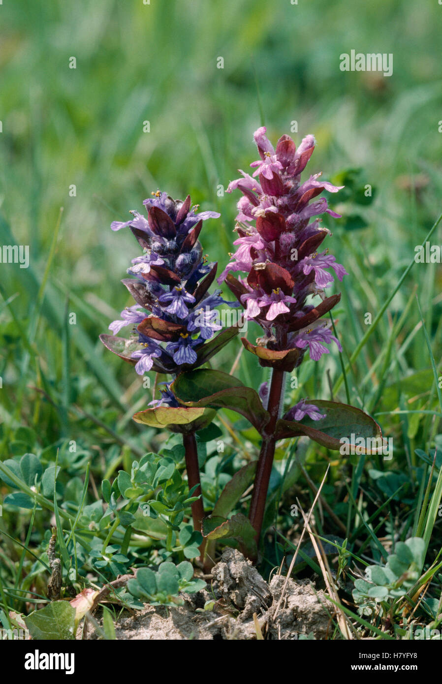 Common Bugle (Ajuga reptans) showing color variations Stock Photo - Alamy