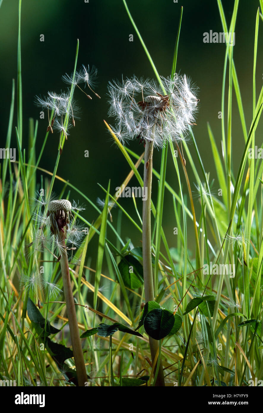 Dandelion (Taraxacum officinale) dispersal of seed by the wind, Sussex ...