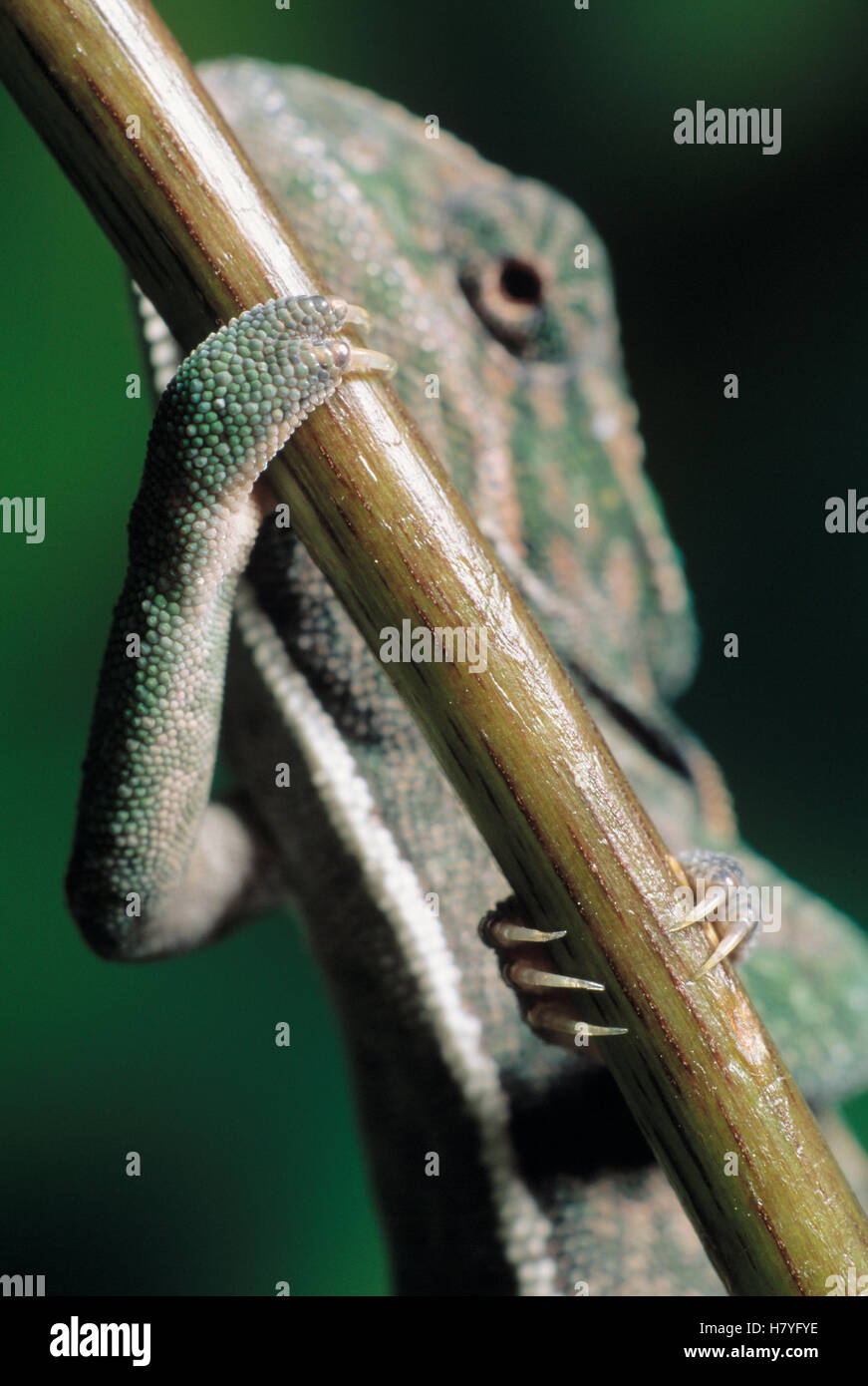 Jeweled Chameleon (Furcifer lateralis) feet Stock Photo - Alamy