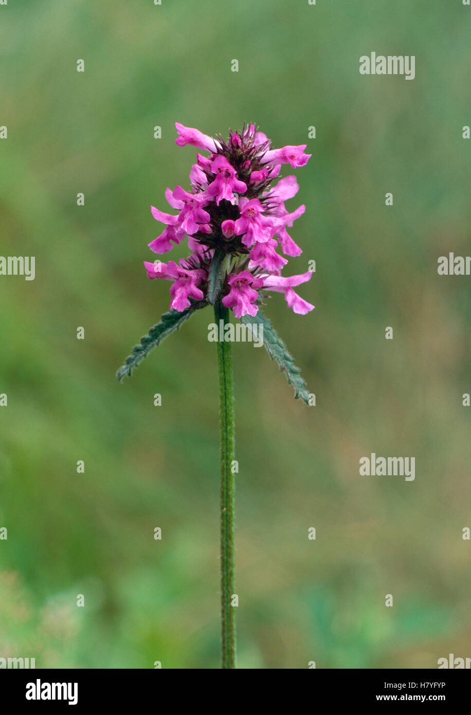 Purple Betony (Stachys officinalis) flowering Stock Photo - Alamy