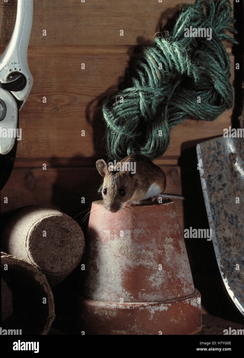 Yellow-necked Field Mouse (Apodemus flavicollis) on flower pot in ...