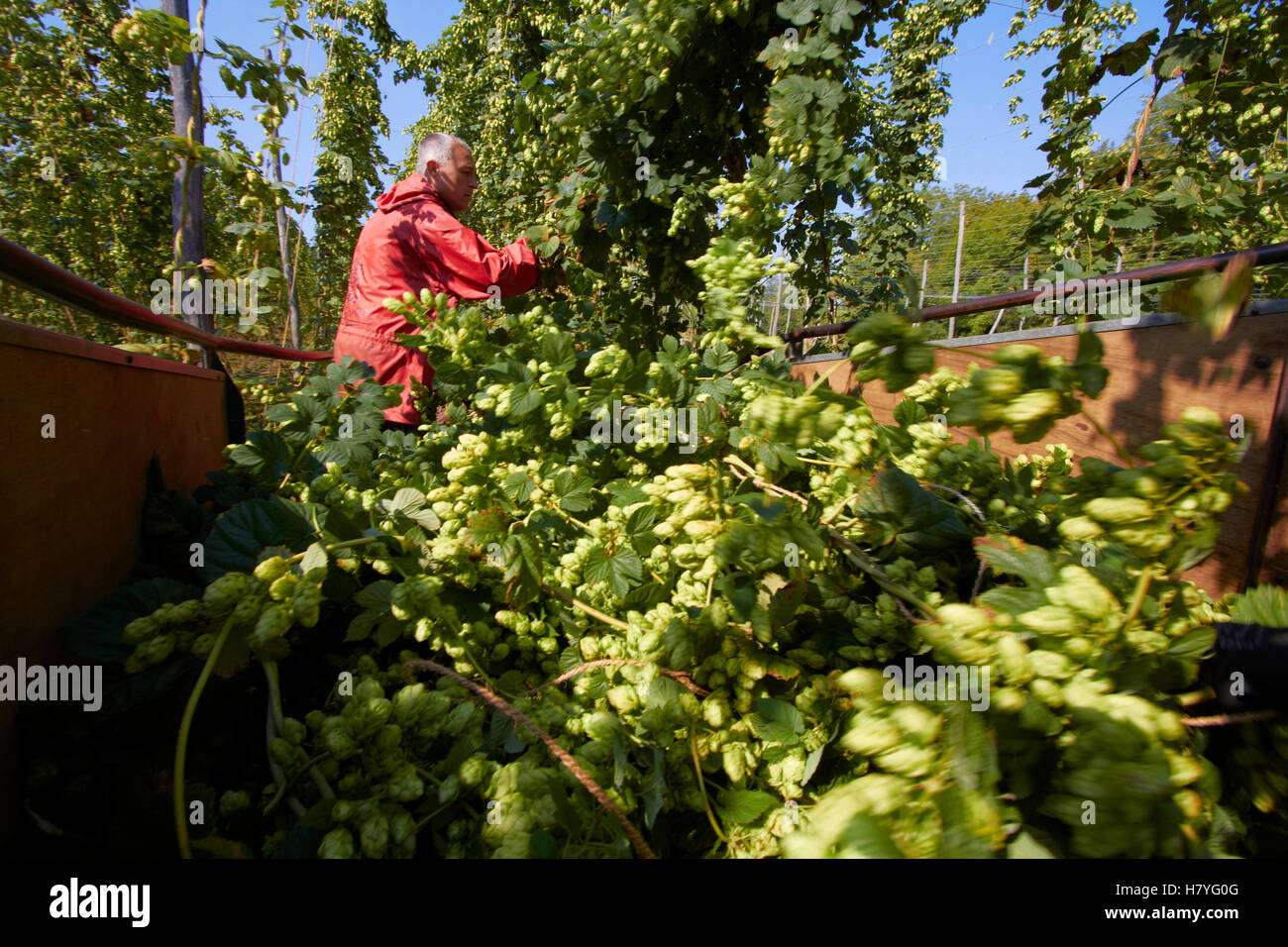 Hop picking kent hi-res stock photography and images - Alamy