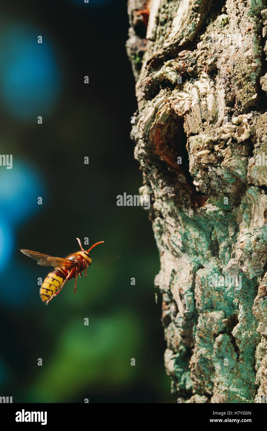 European Hornet (Vespa crabro) flying towards nest hole Stock Photo - Alamy