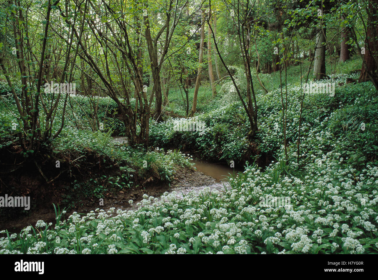 Wild Garlic (Allium ursinum) group flowering in forest Stock Photo - Alamy