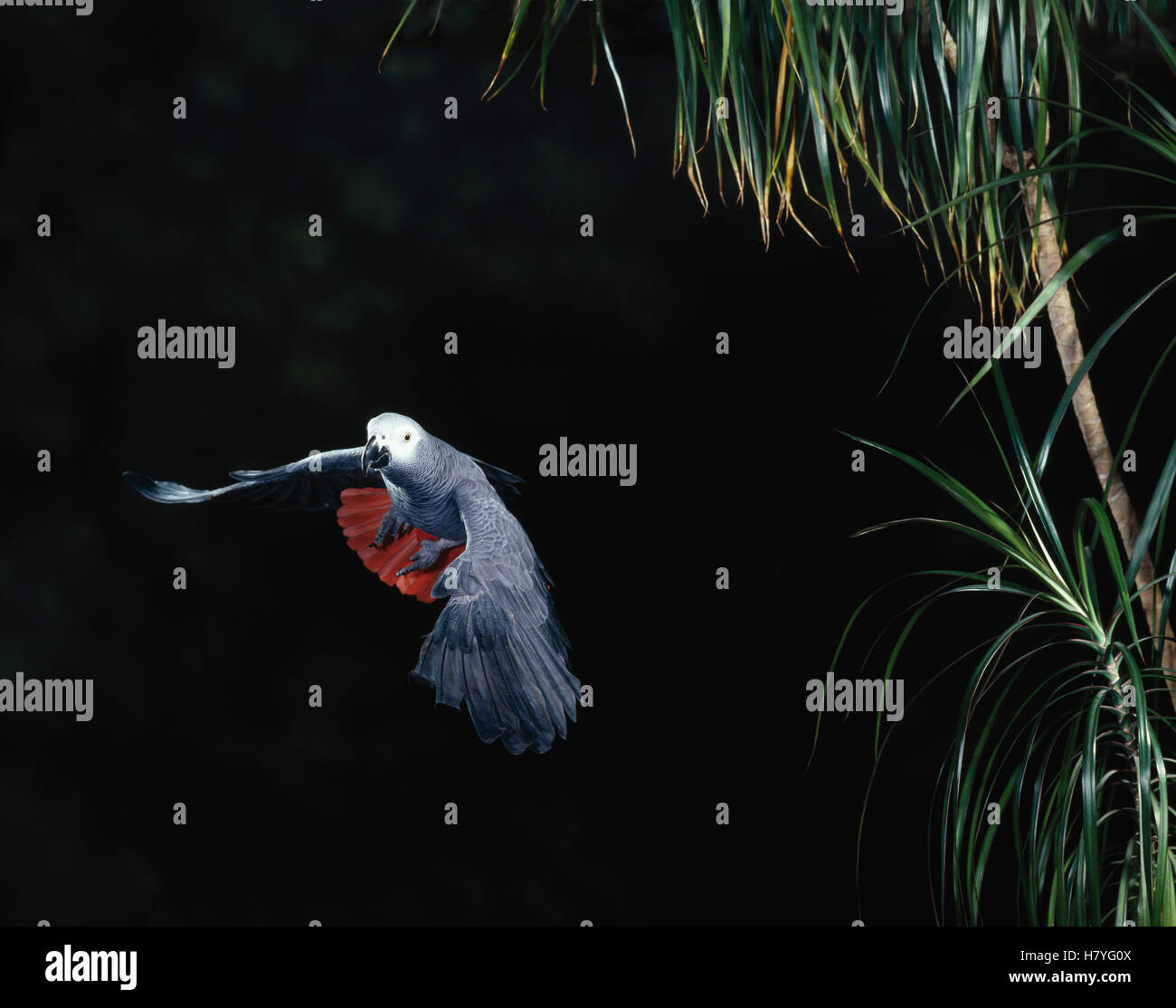 African Grey Parrot (Psittacus erithacus) flying Stock Photo - Alamy