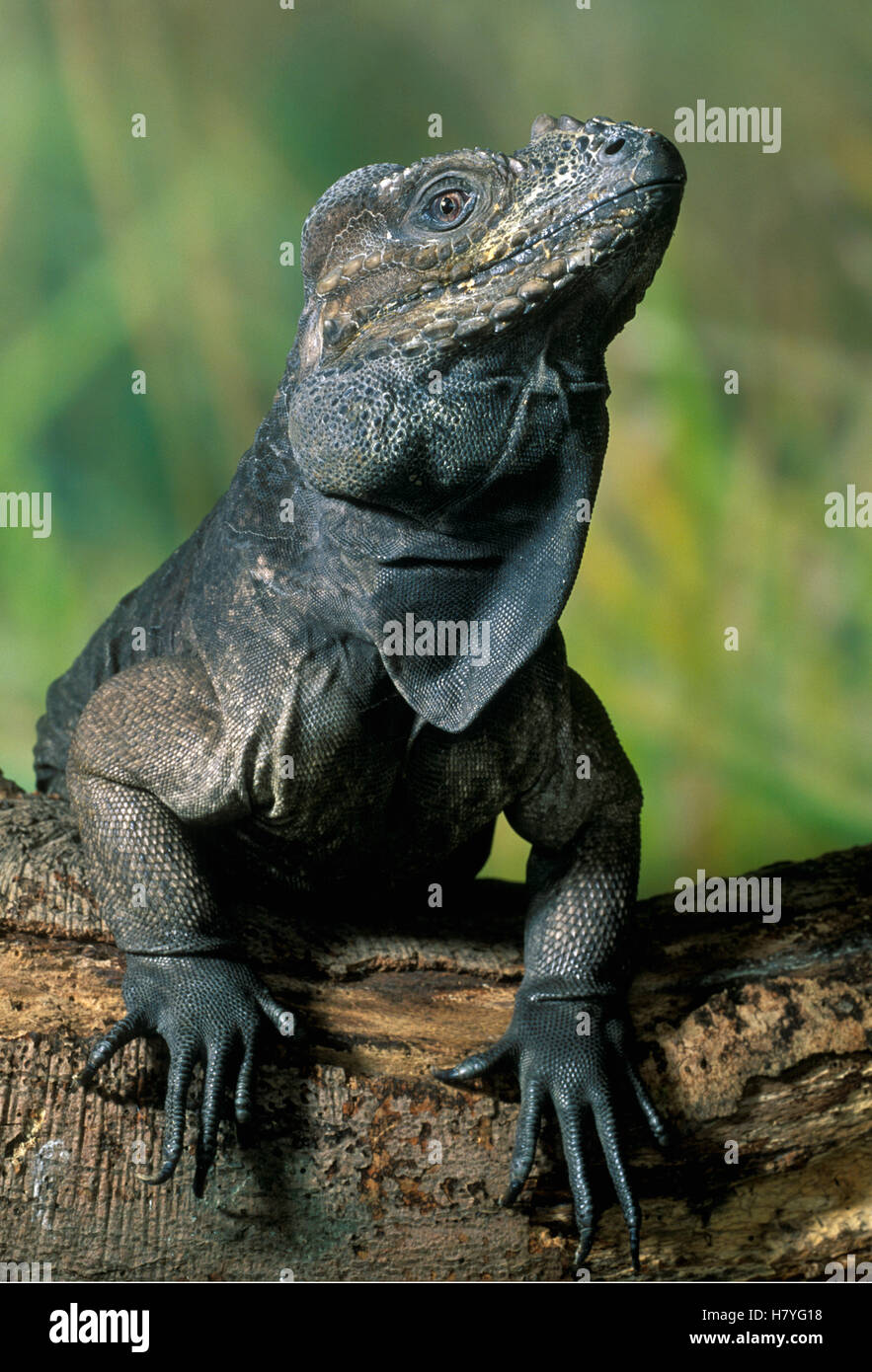 Rhinoceros Iguana (Cyclura cornuta), Caribbean Stock Photo - Alamy