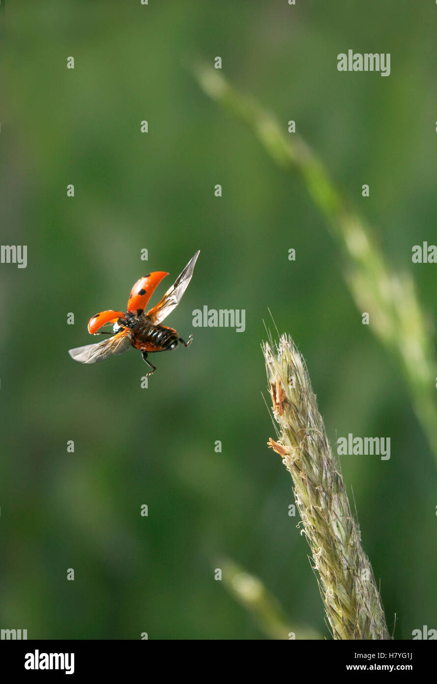 Seven-spotted Ladybird (Coccinella septempunctata) taking off Stock ...