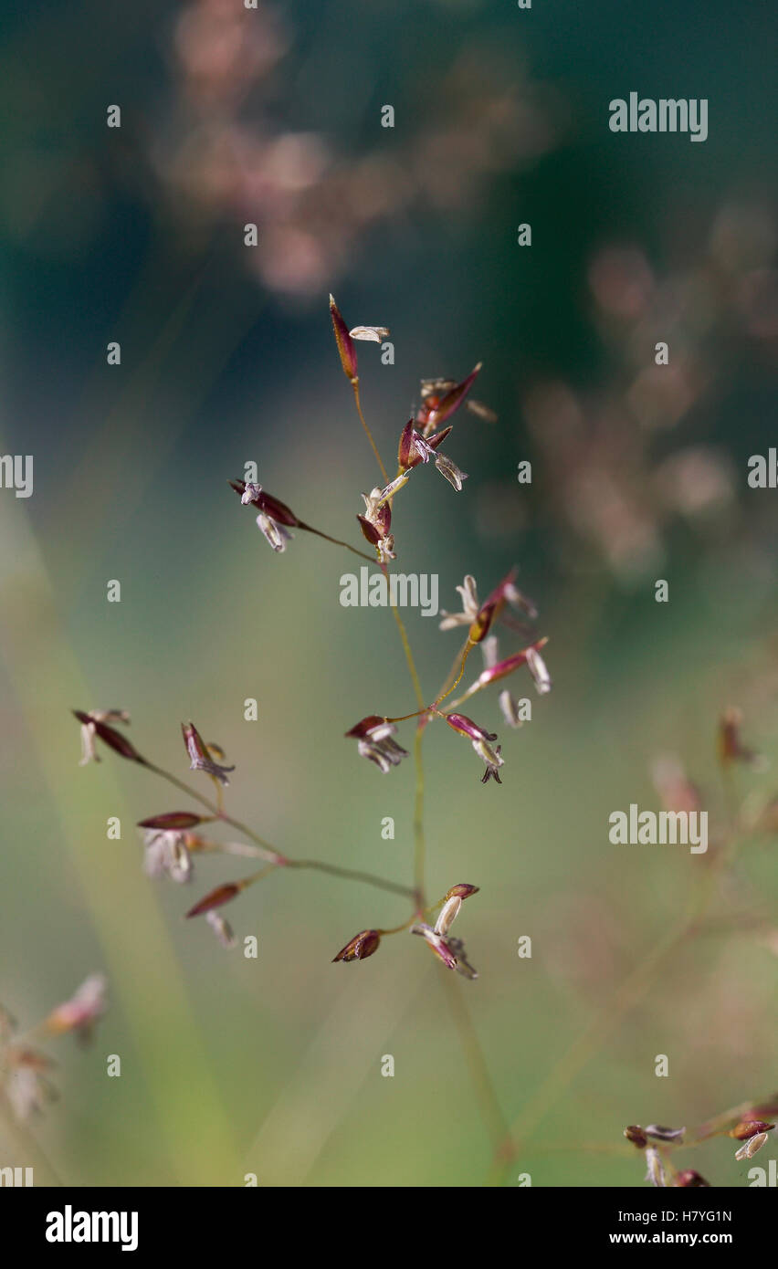Colonial Bent Grass (Agrostis capillaris) seeds Stock Photo - Alamy