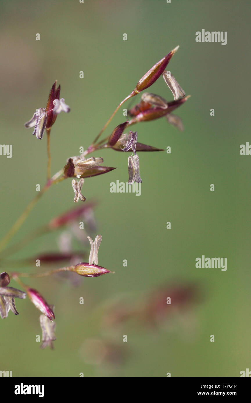 Colonial Bent Grass (Agrostis capillaris) seeds Stock Photo - Alamy