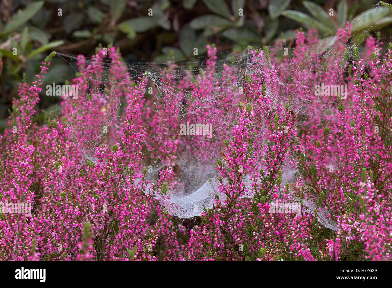 Money Spider (Linyphiidae) web, Sussex, England Stock Photo - Alamy