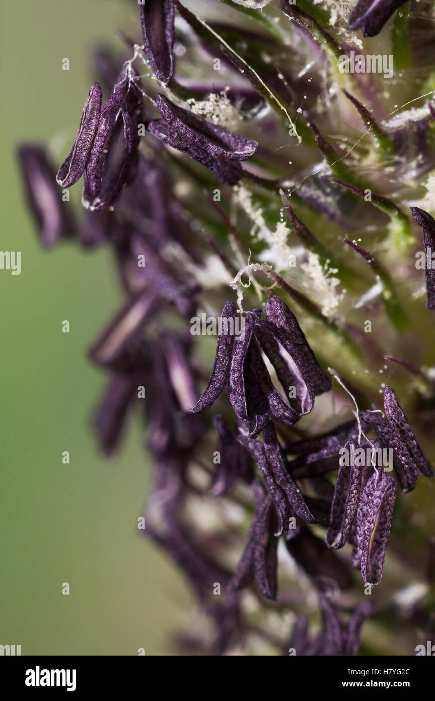 Timothy Grass (Phleum pratense) seed heads Stock Photo - Alamy