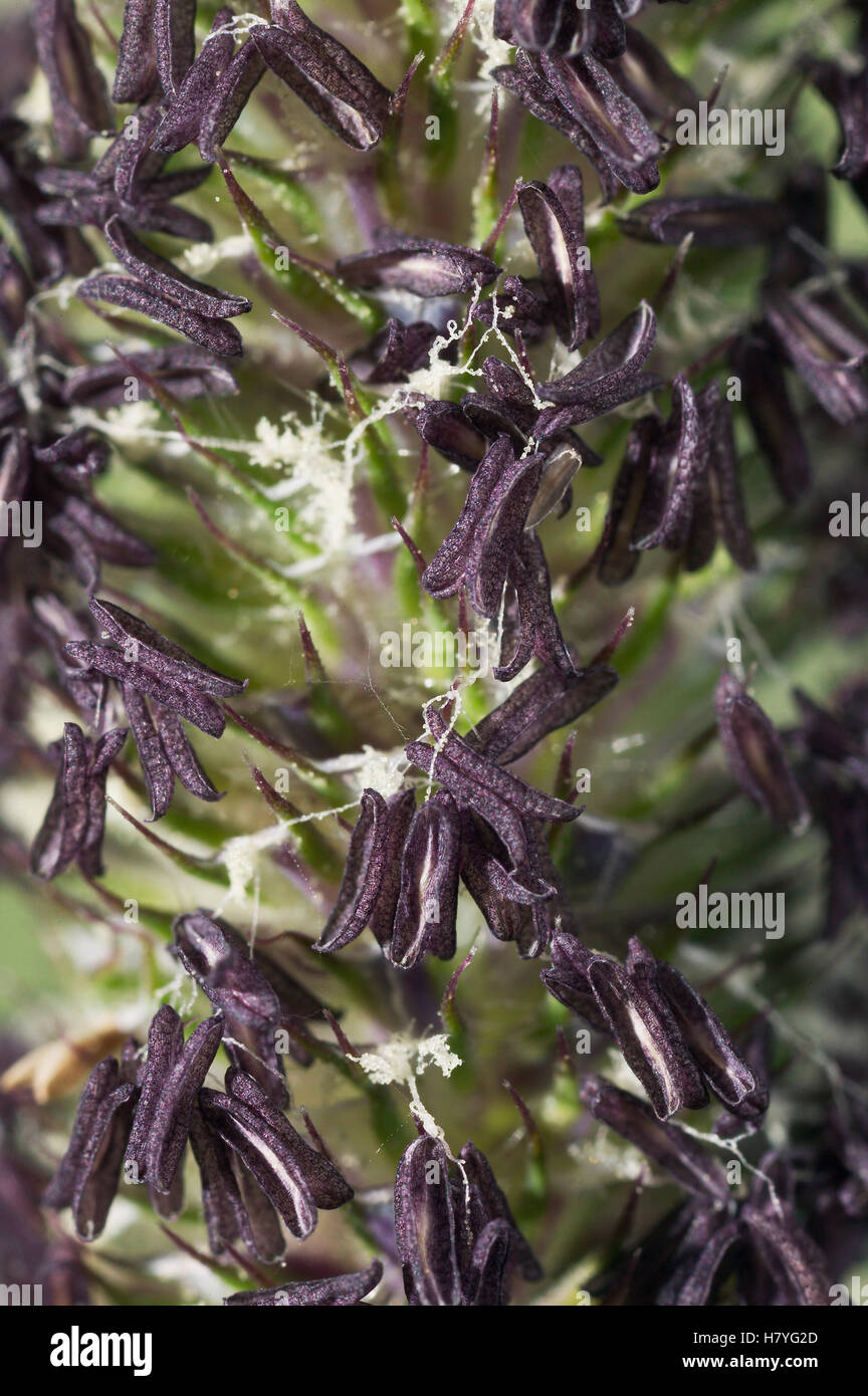 Timothy Grass (Phleum pratense) seed heads Stock Photo - Alamy